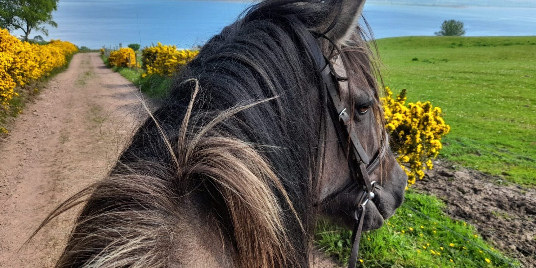 Broomhill Riding Centre - Cromarty Camping